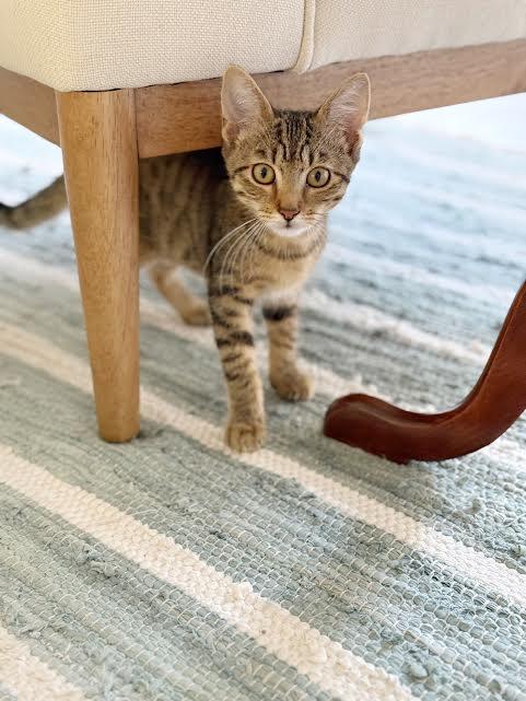 Cat for adoption - The Boss Litter-Ripper, Bat, Mitzi and Moo, a ...