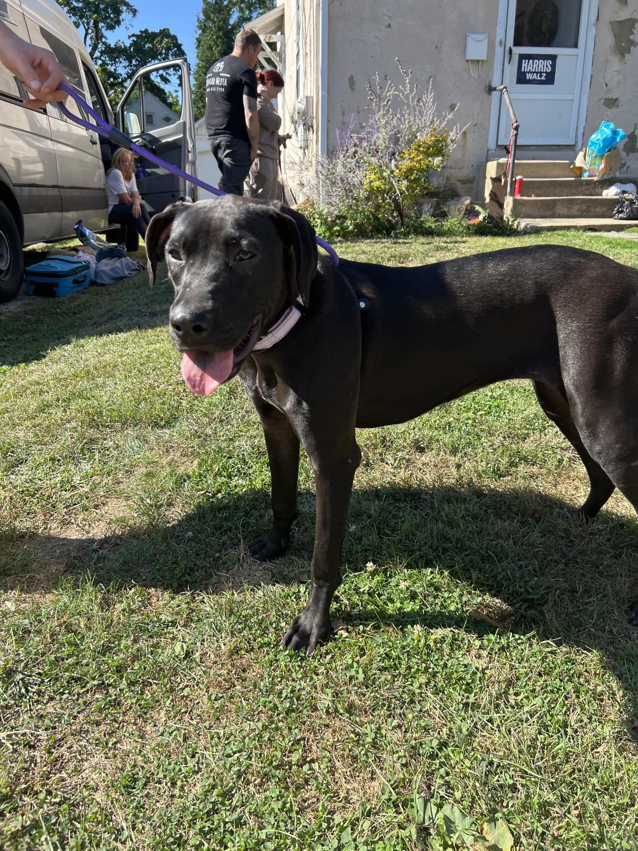 Dog for adoption - Sadie, a Black Labrador Retriever in aurora, CO | Petfinder