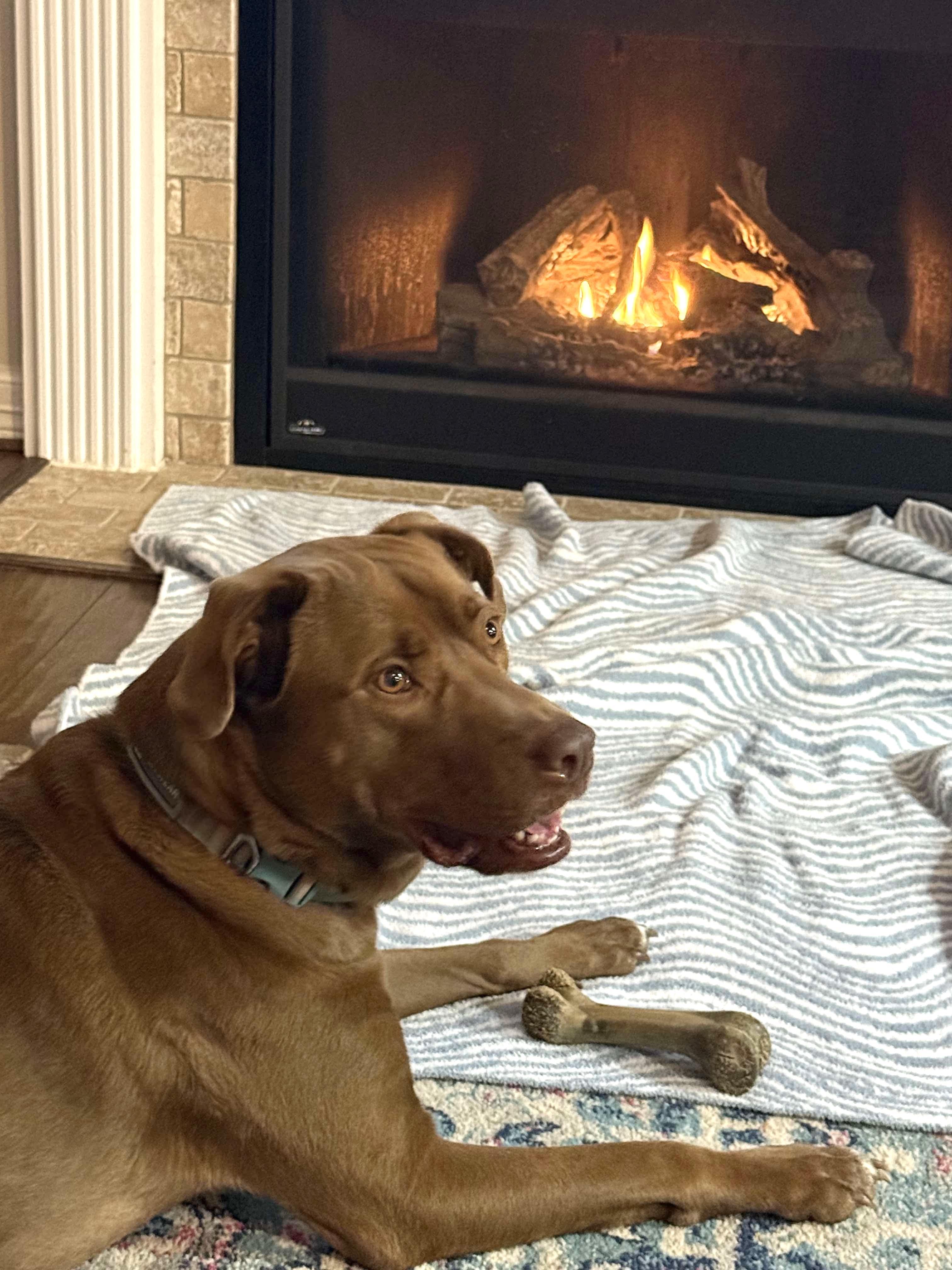 Dog for adoption - Louie, a Chocolate Labrador Retriever in Denver , CO ...