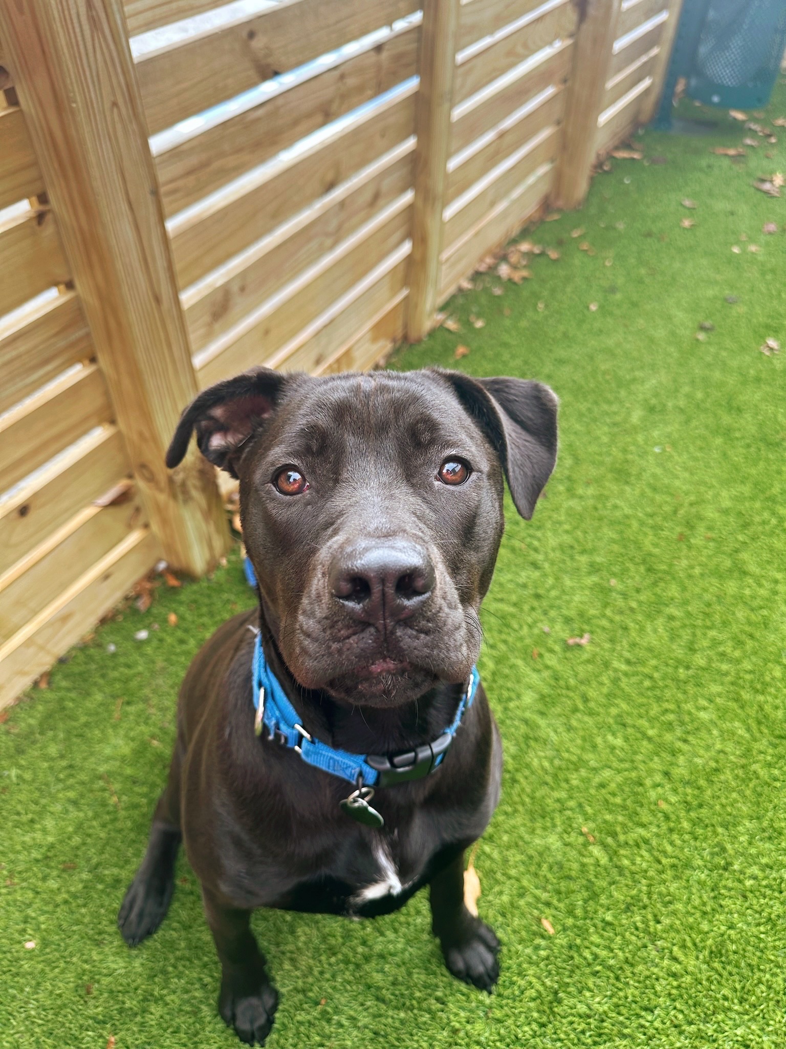 Dog for adoption - Georgia, a Mixed Breed in Hermitage, TN | Petfinder