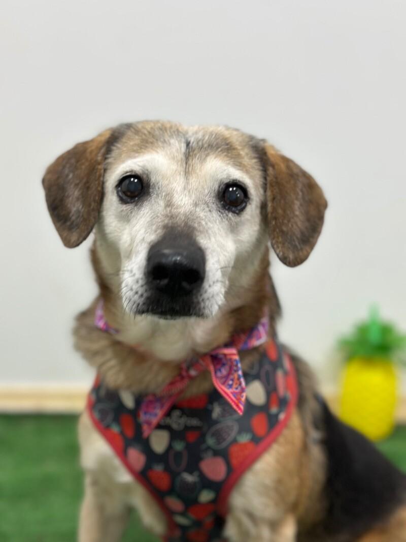 Dog for adoption - Granny, a Beagle Mix in North Las Vegas, NV | Petfinder