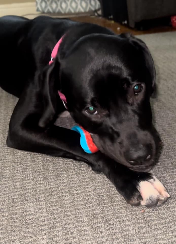 Dog for adoption - Bony, a Pit Bull Terrier Mix in Racine, WI | Petfinder