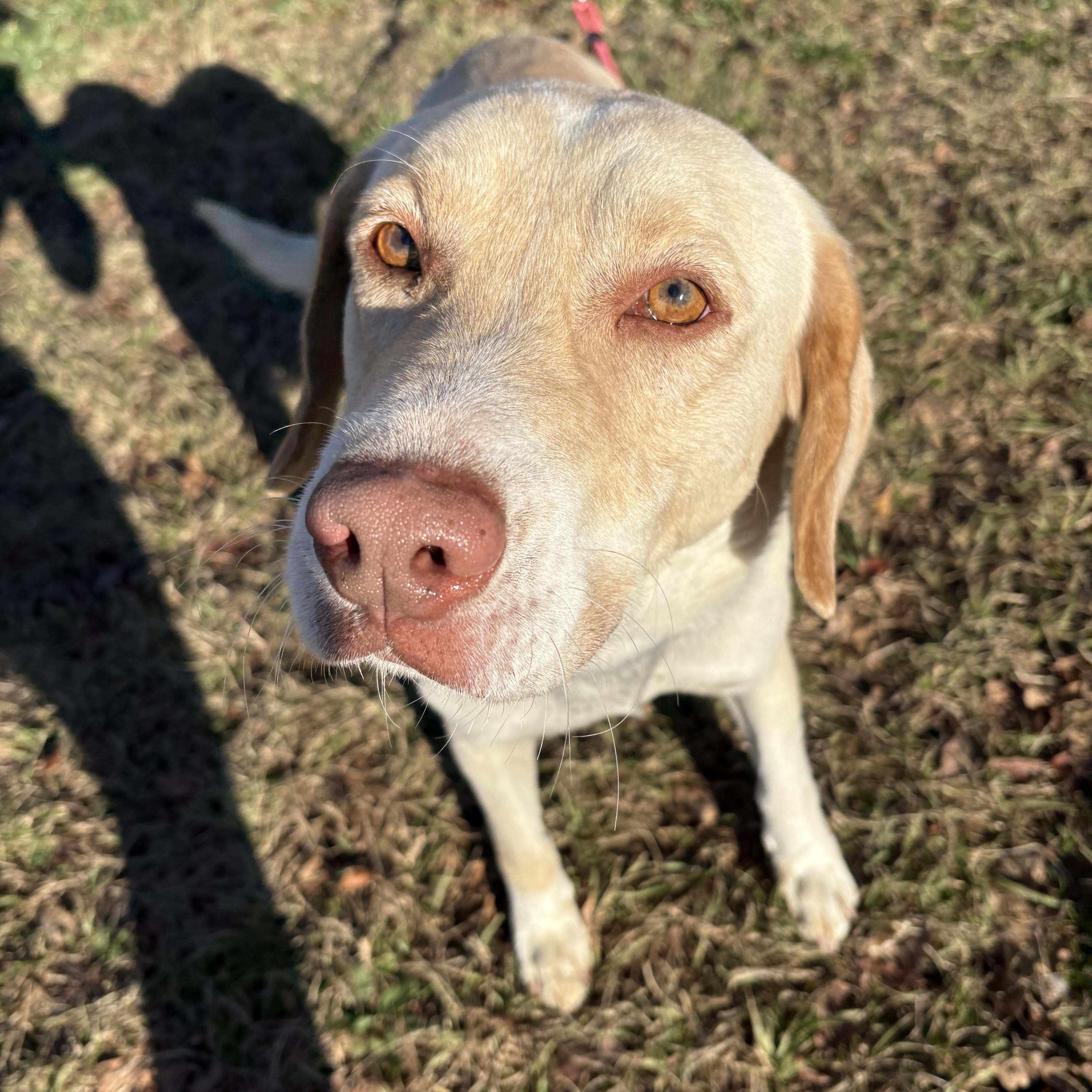 Dog for adoption - Dirt, a Yellow Labrador Retriever in Boothbay, ME ...