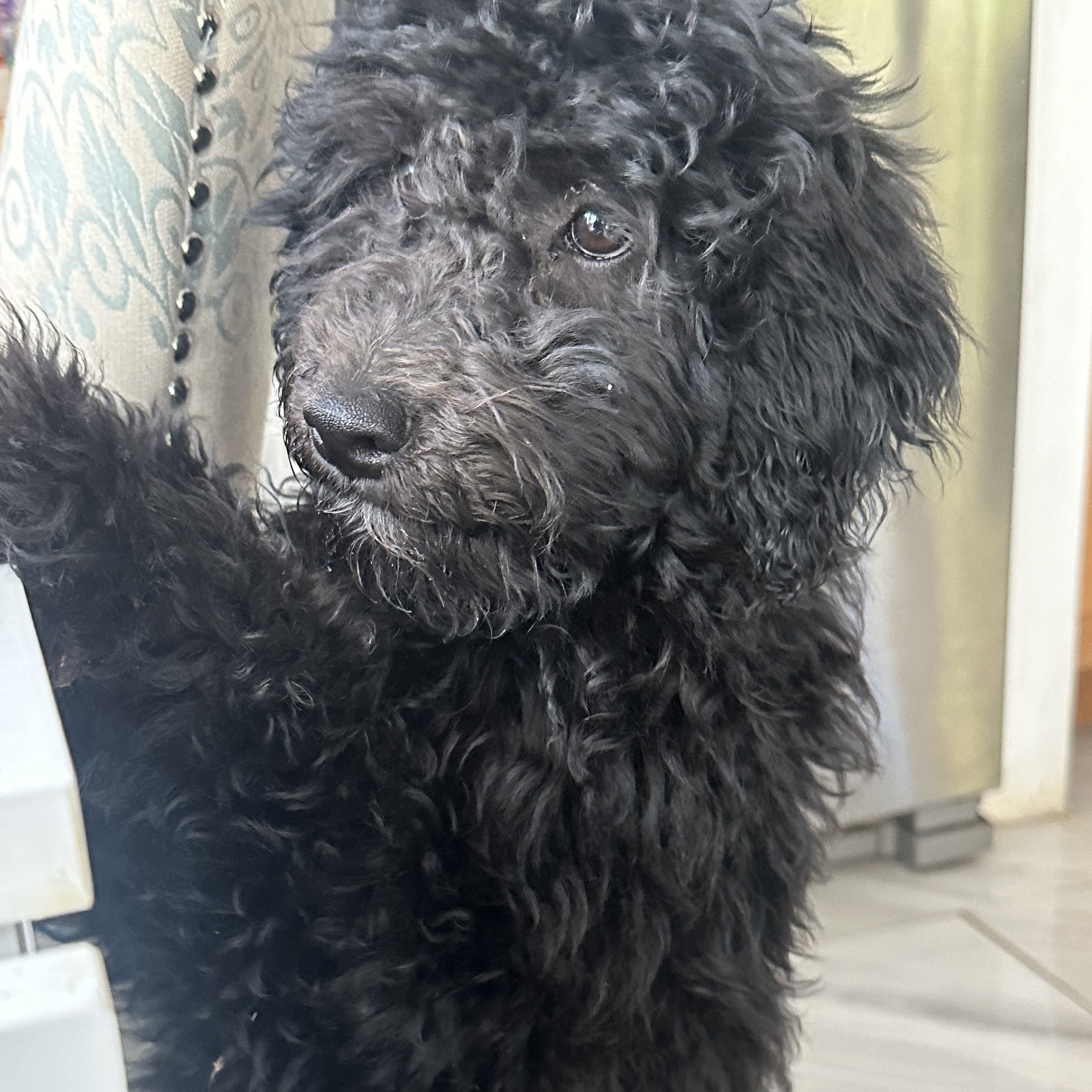 Dog for adoption - Anne, a Standard Poodle in Wrightstown, NJ | Petfinder
