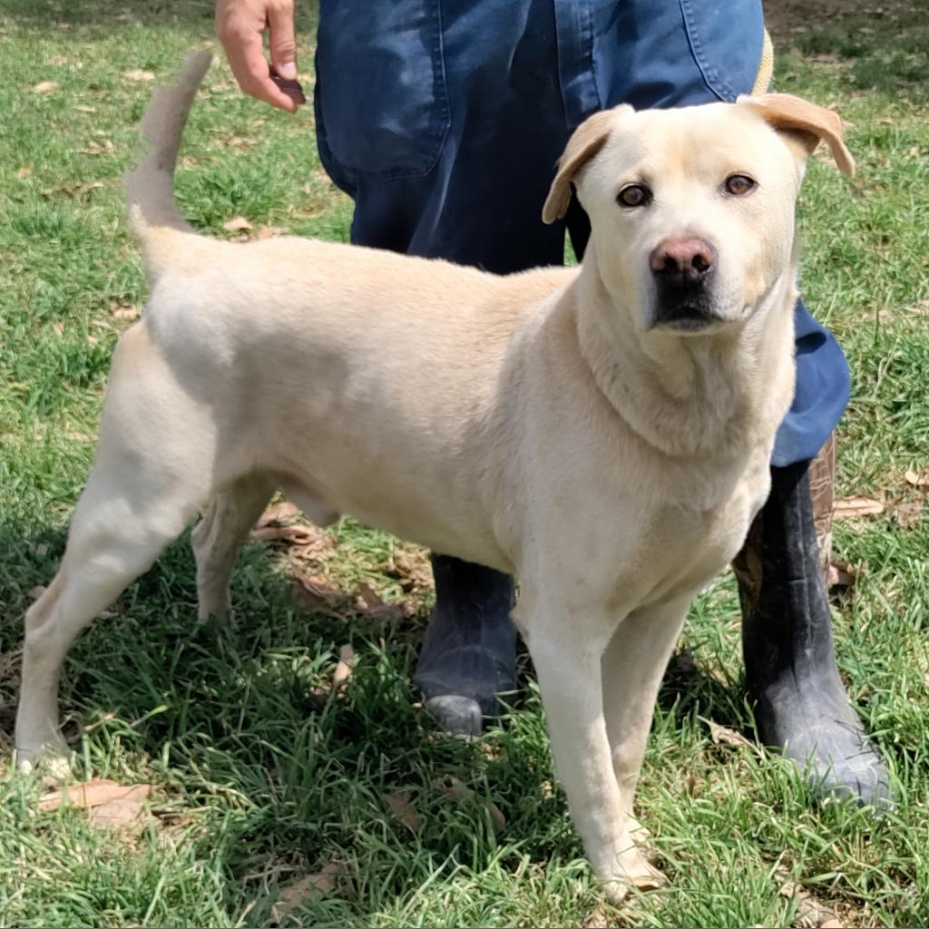 Dog for adoption - Barry Hubris JuM, a Yellow Labrador Retriever ...