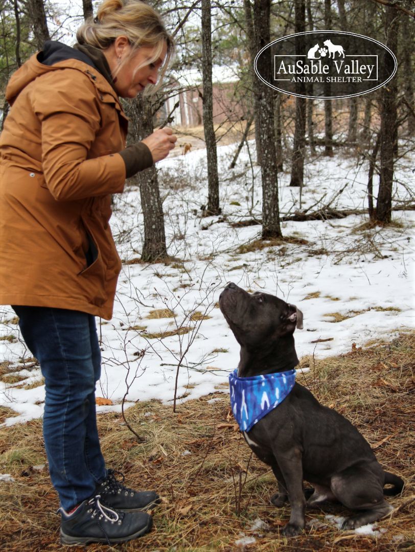 Dog for adoption - Uncle Jesse, a Mixed Breed in Grayling, MI | Petfinder