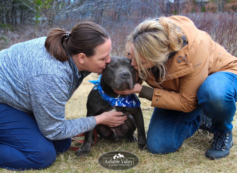 Dog for adoption - Uncle Jesse, a Mixed Breed in Grayling, MI | Petfinder