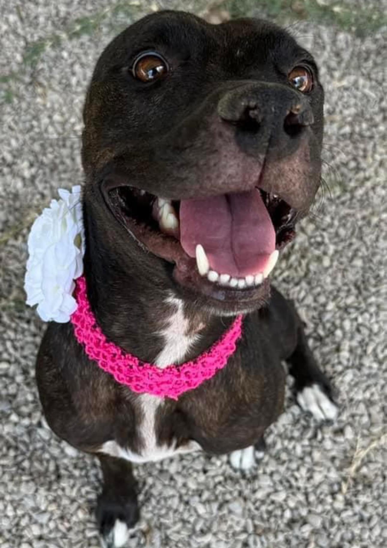 Dog for adoption - Ellie, a Pit Bull Terrier Mix in Faribault, MN | Petfinder