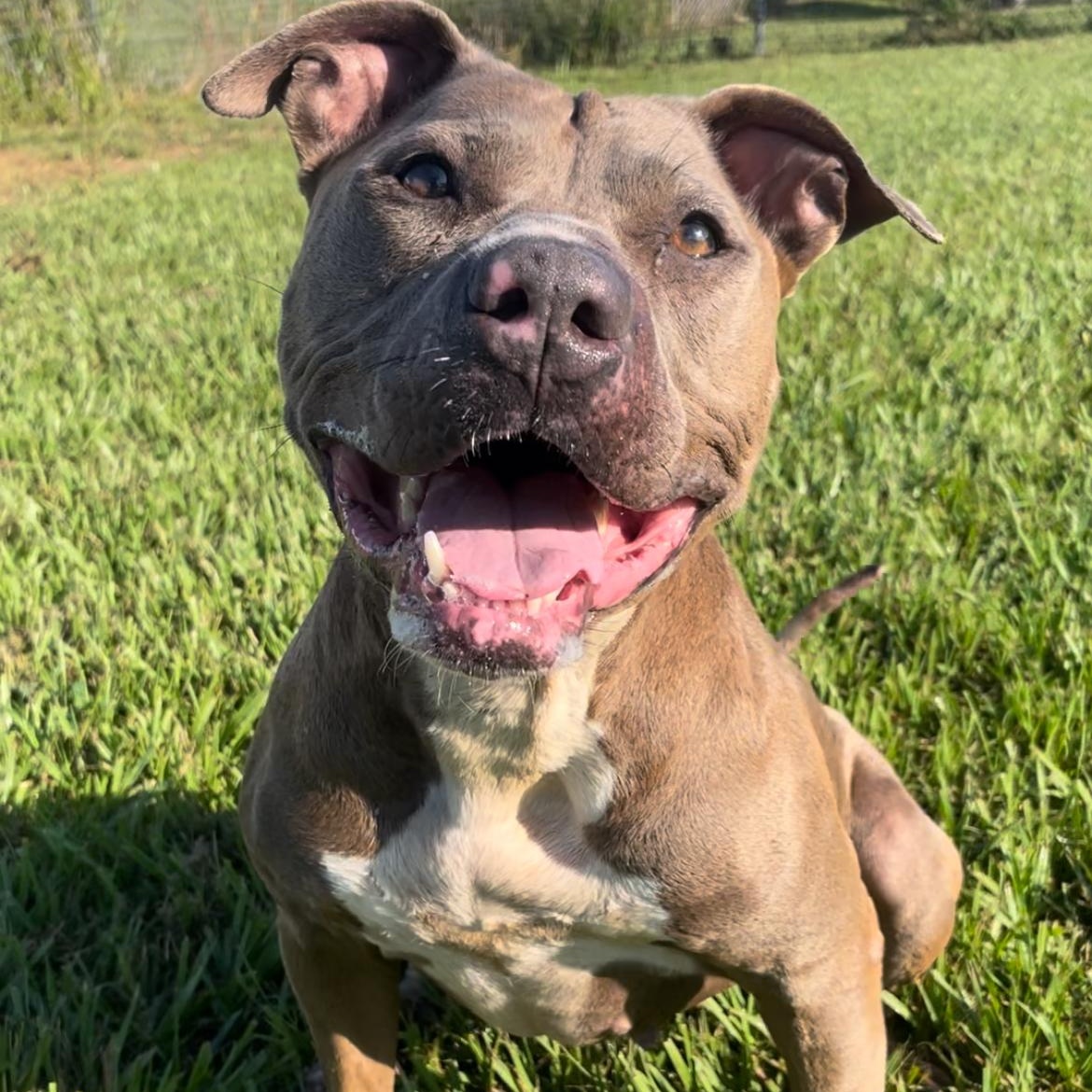 Dog for adoption - Nola, an American Staffordshire Terrier ...