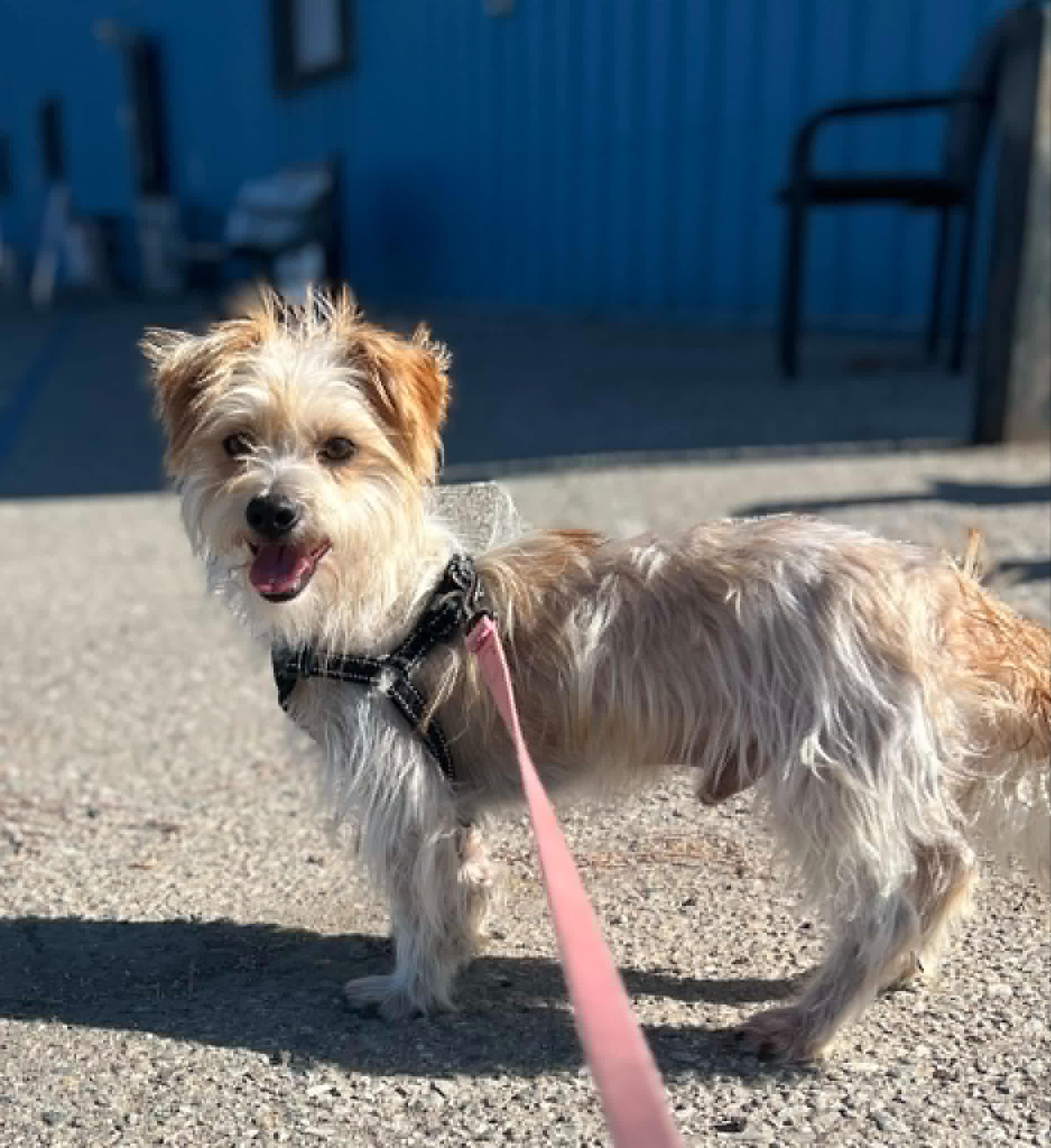 Dog for adoption - Broccoli, a Terrier Mix in Visalia , CA | Petfinder