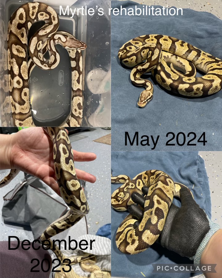 Snake for adoption - Myrtle, a Ball Python in Howell, NJ | Petfinder