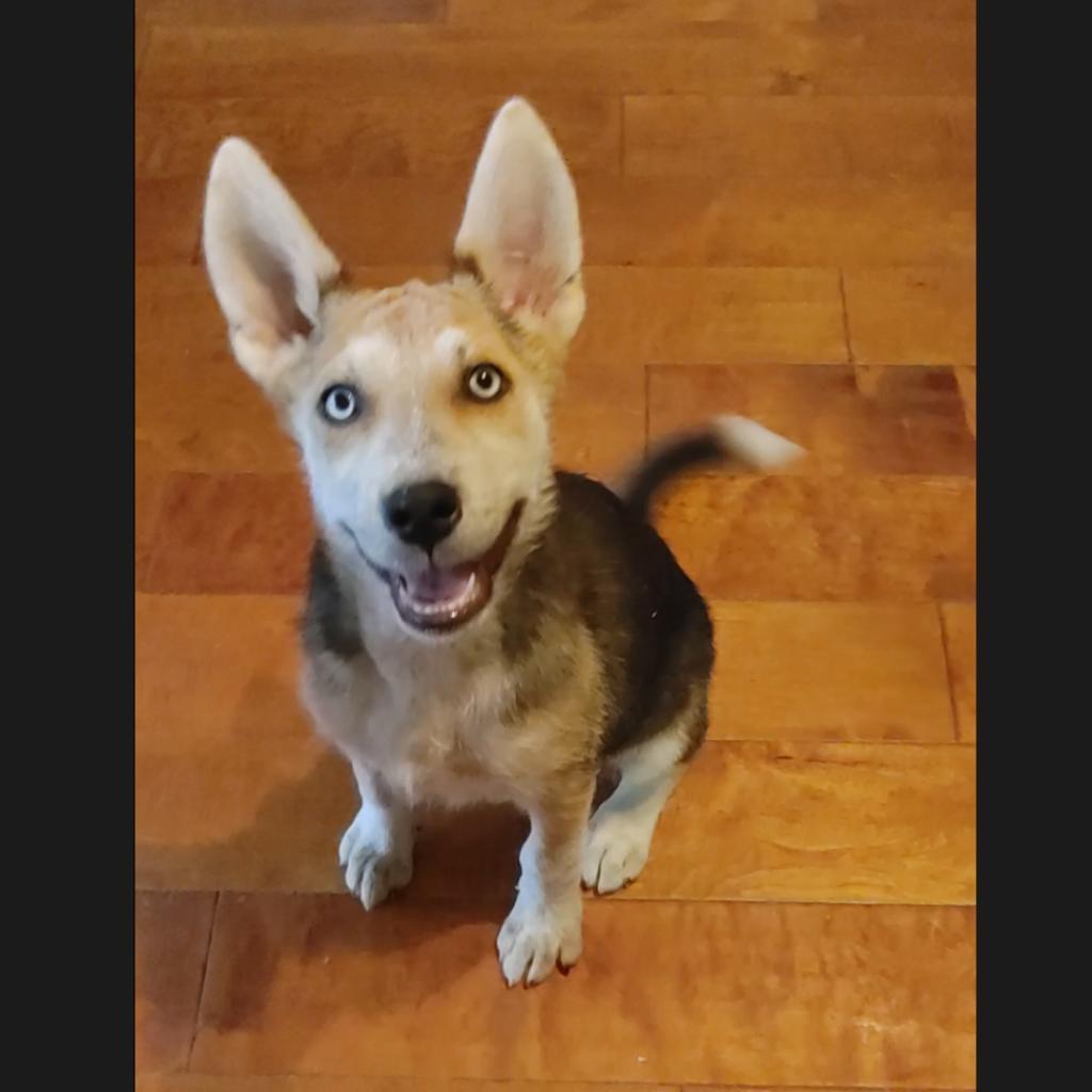 Dog for adoption - Roxy, a Husky in San Antonio , TX | Petfinder