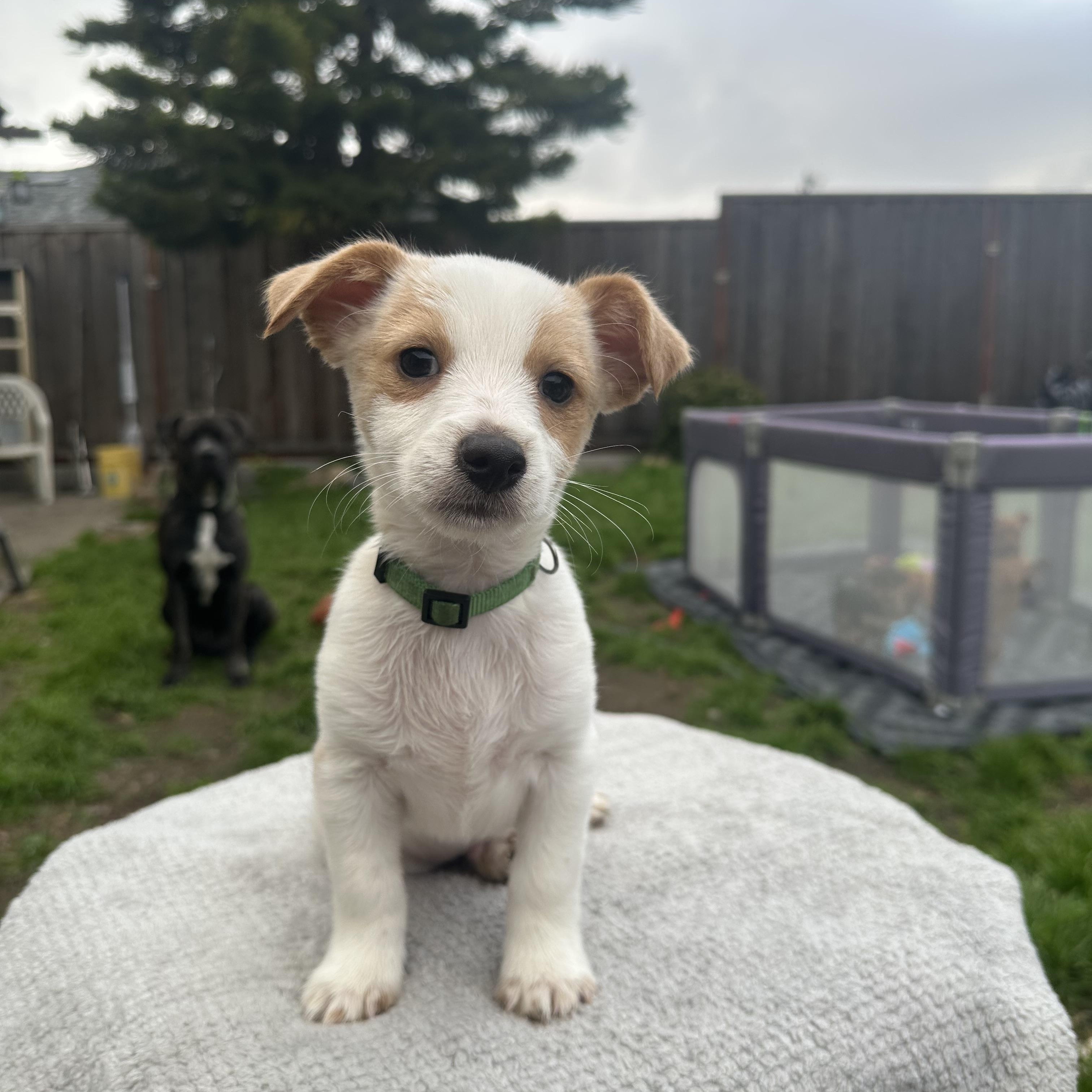 Dog for adoption - Zander, a Parson Russell Terrier Mix in San ...