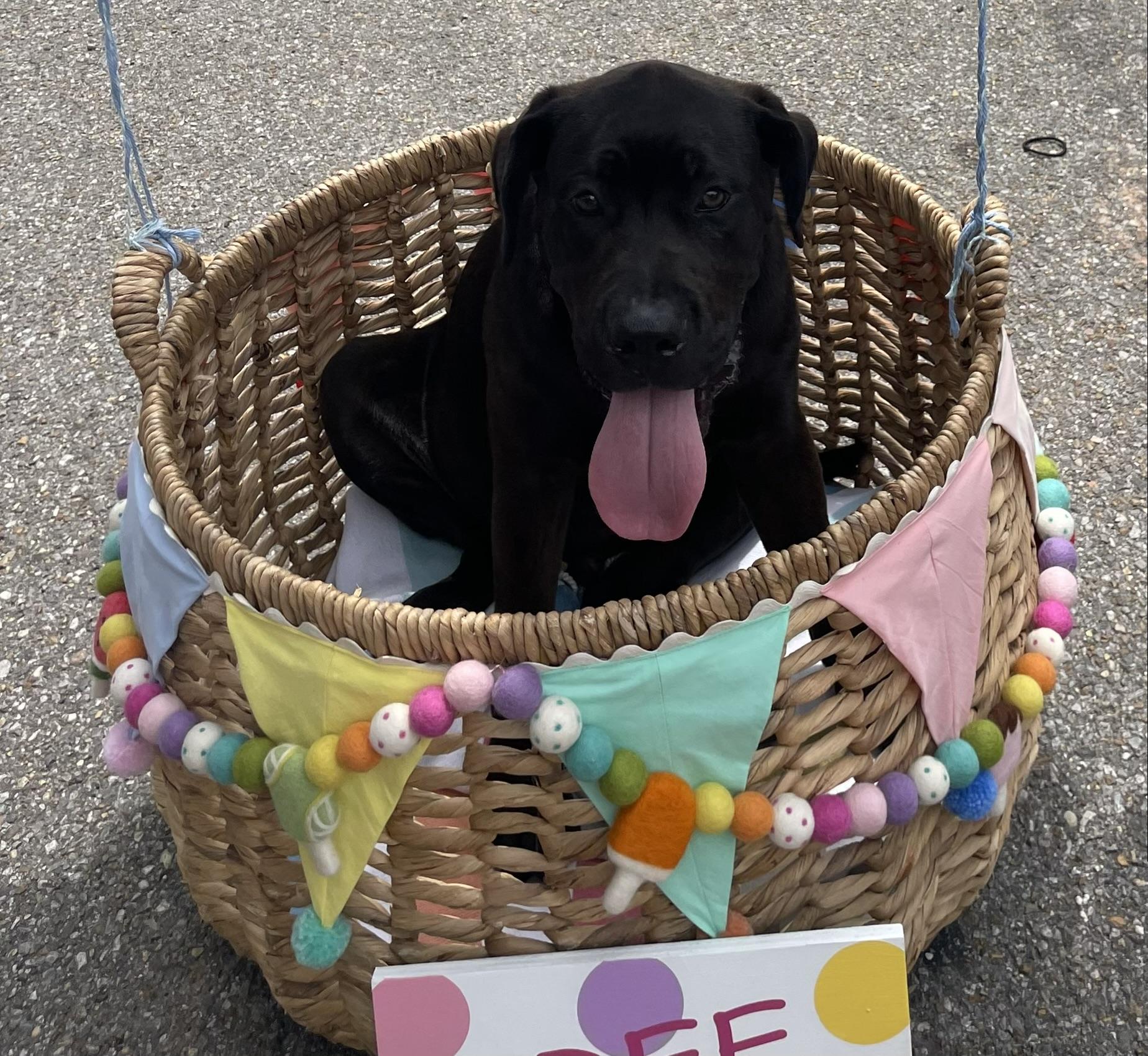 Dog for adoption - Meatloaf – Your Lovable, Goofy Shadow!, a Cane Corso ...