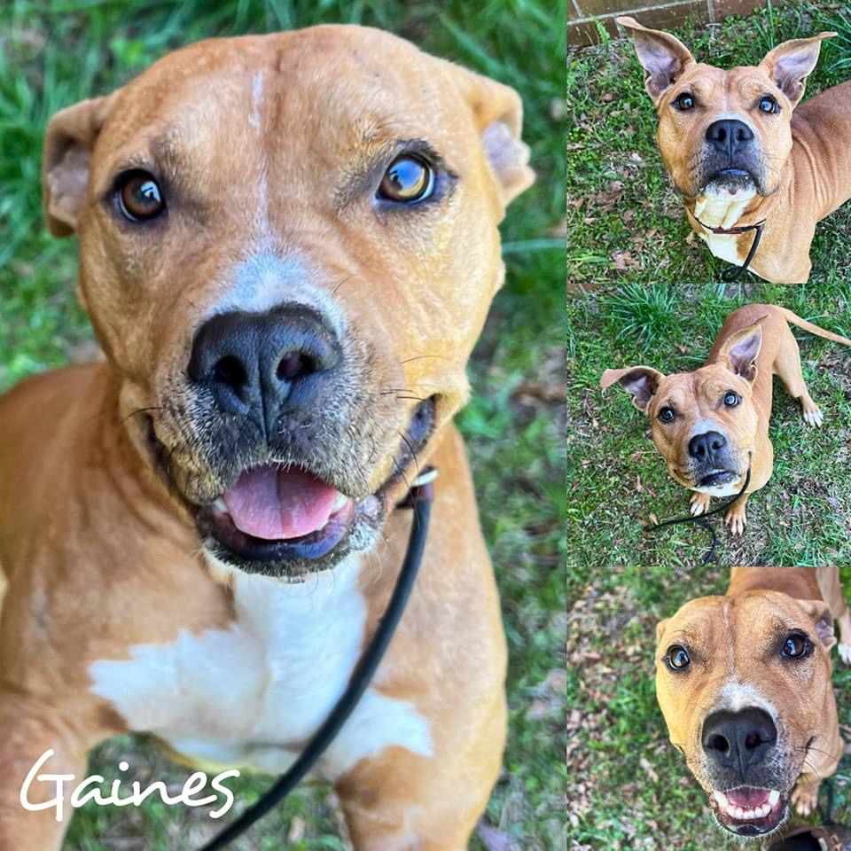 Dog for adoption - Gaines, a Pit Bull Terrier & American Staffordshire ...