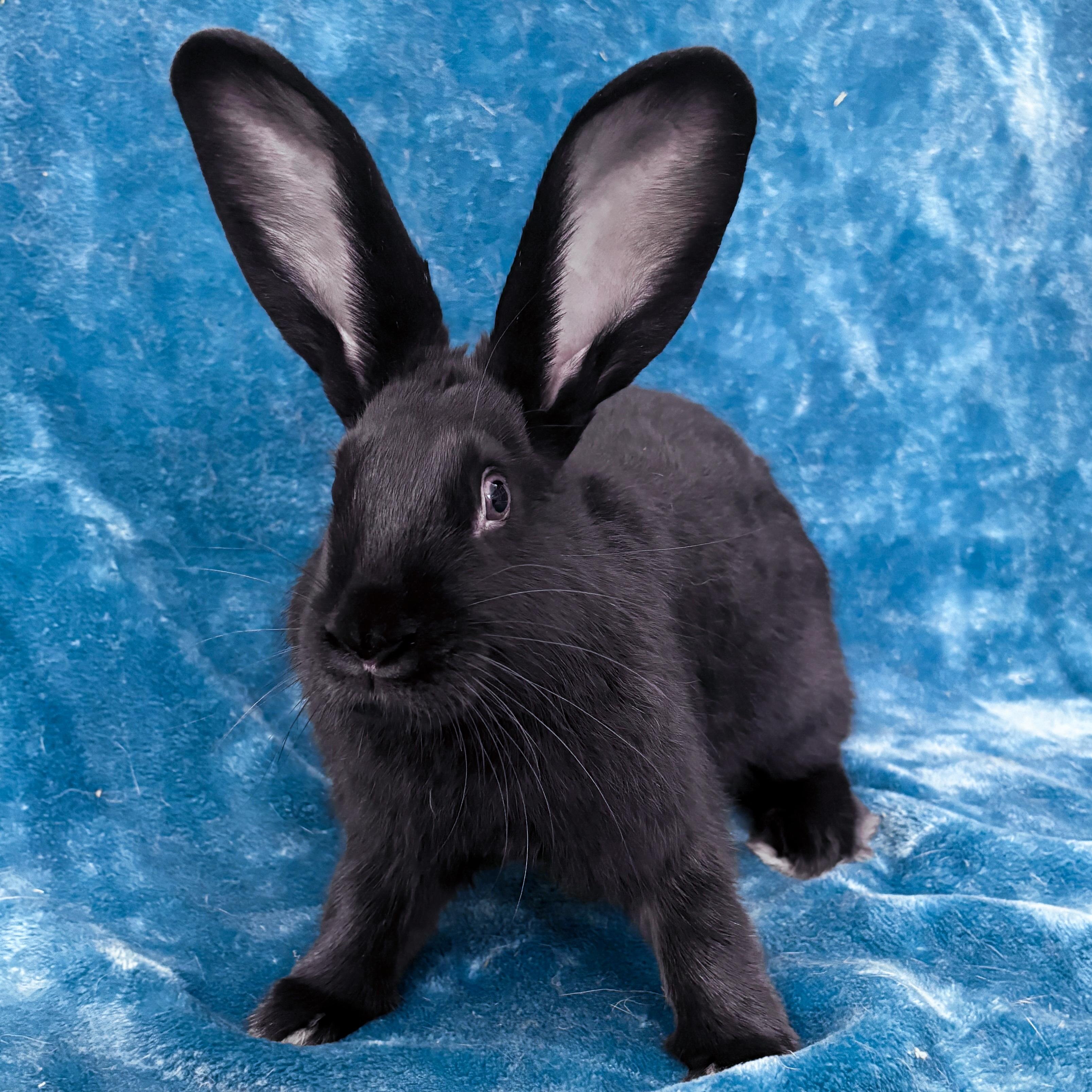 Rabbit for adoption - Uncle Leo, a New Zealand & Flemish Giant Mix in ...
