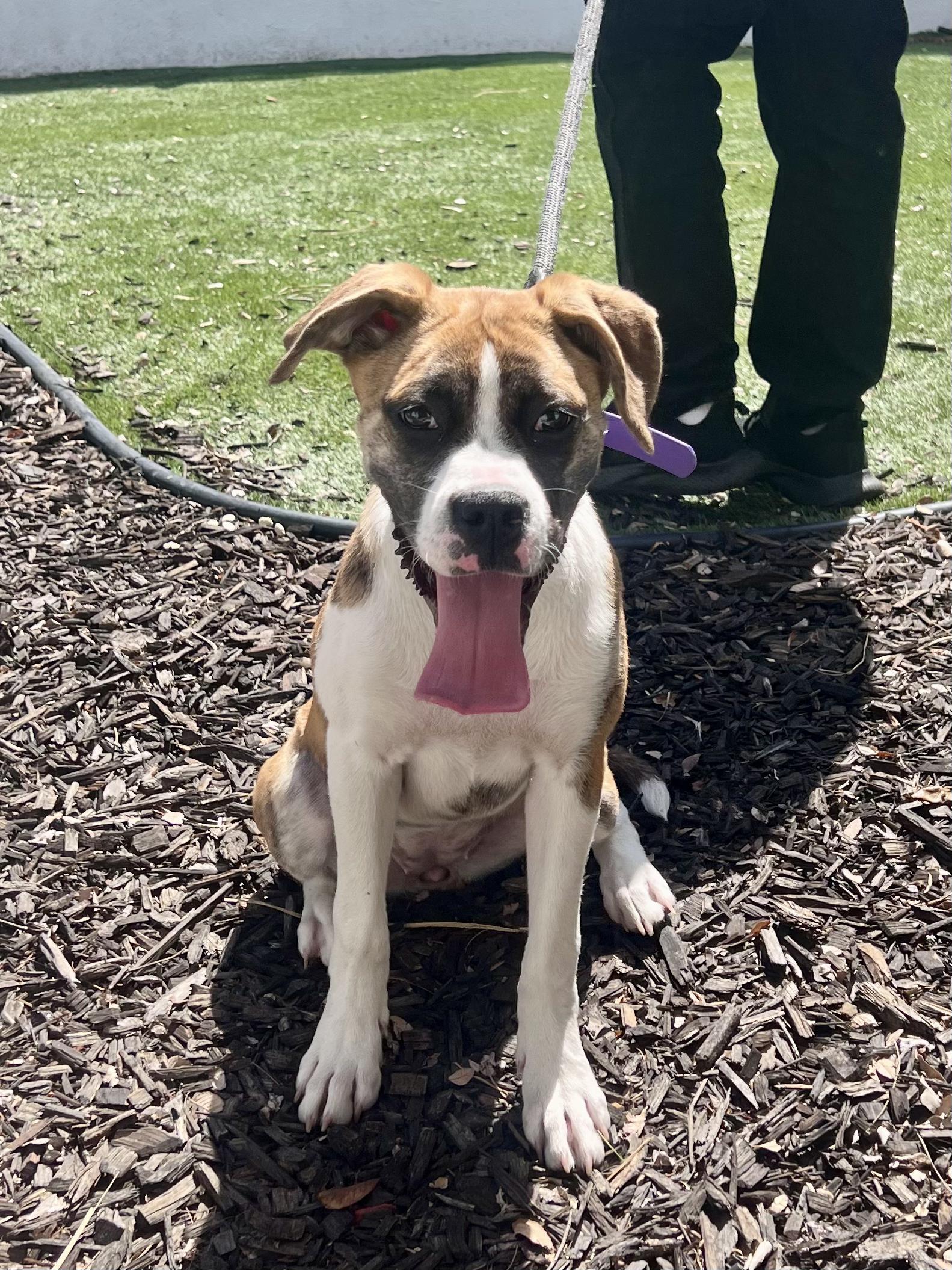 Dog for adoption - Sammy, a Boxer in Los Angeles, CA | Petfinder