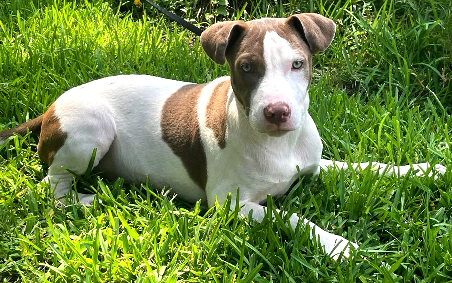 Dog for adoption - SADIE, a Pit Bull Terrier & Pointer Mix in Groton ...