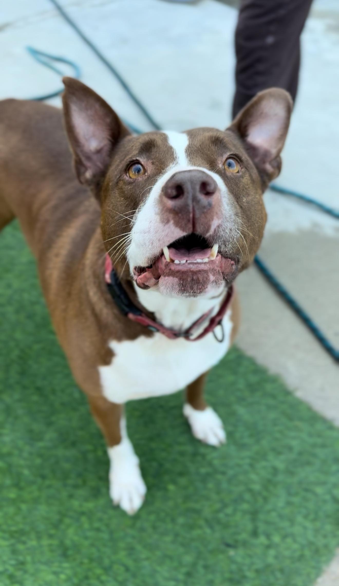 Dog for adoption - Queen Bessie, a Bull Terrier Mix in Charlotte, NC ...