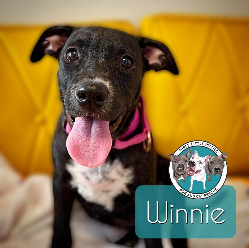 Dog for adoption - Winnie Waller, a Labrador Retriever & Pit Bull ...
