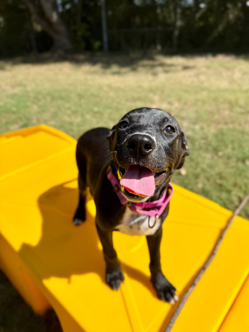 Dog for adoption - Winnie Waller, a Labrador Retriever & Pit Bull ...