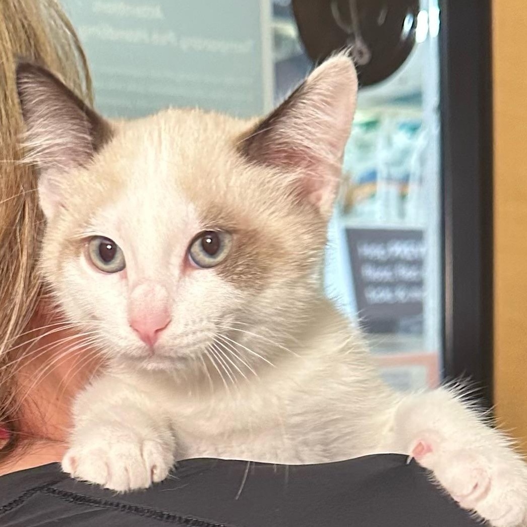 Cat for adoption - Tina - female kitten, a Siamese in Palo Alto, CA ...