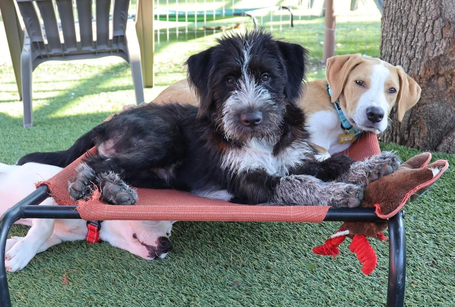 Dog for adoption - Skipper, a German Wirehaired Pointer & Labradoodle ...