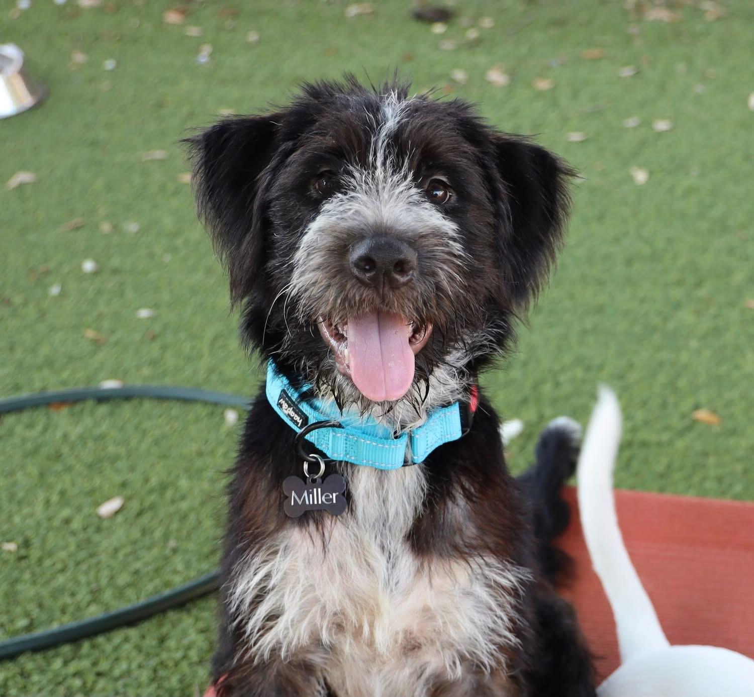 Dog for adoption - Skipper, a German Wirehaired Pointer & Labradoodle ...