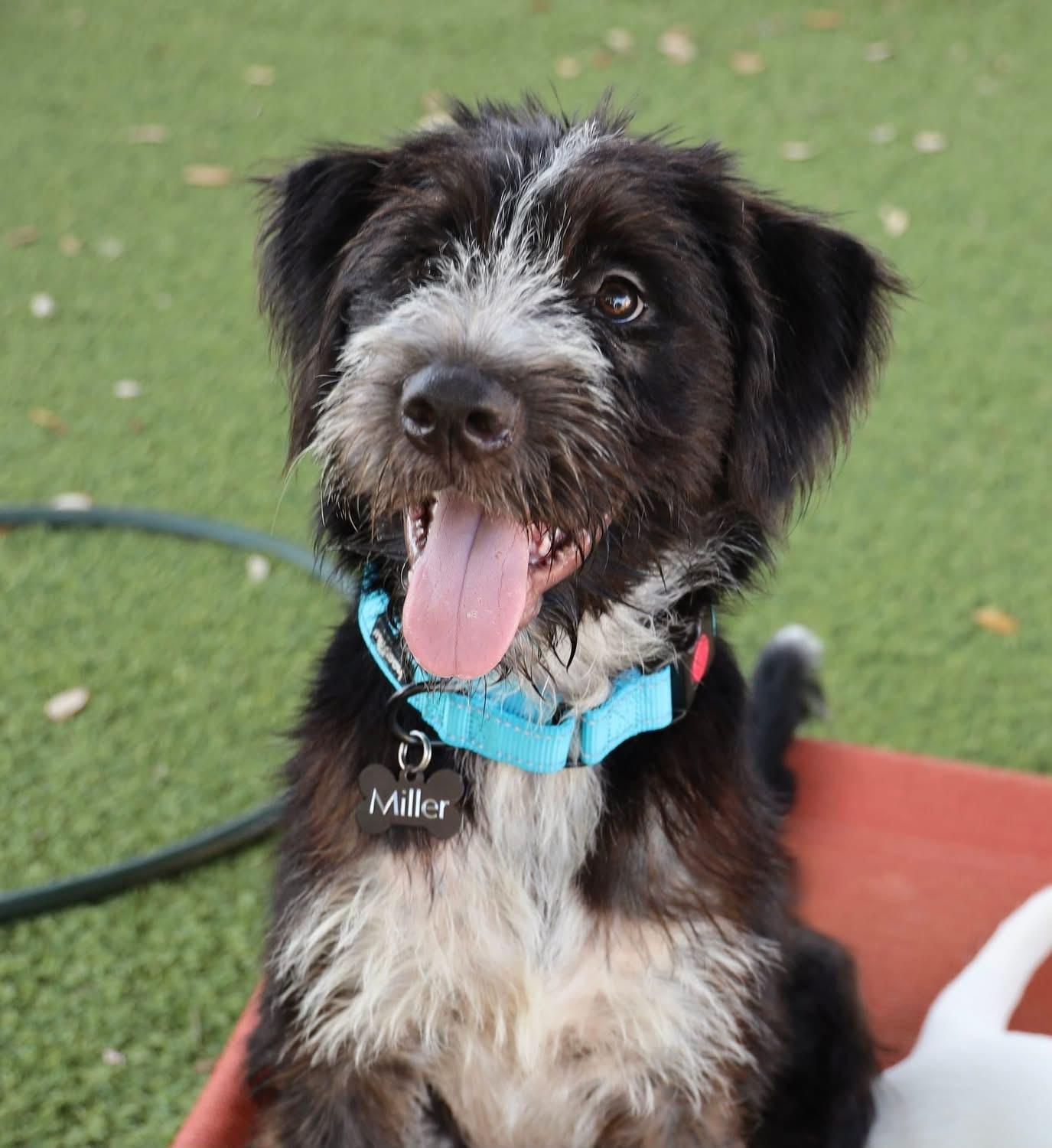 Dog for adoption - Skipper, a German Wirehaired Pointer & Labradoodle ...