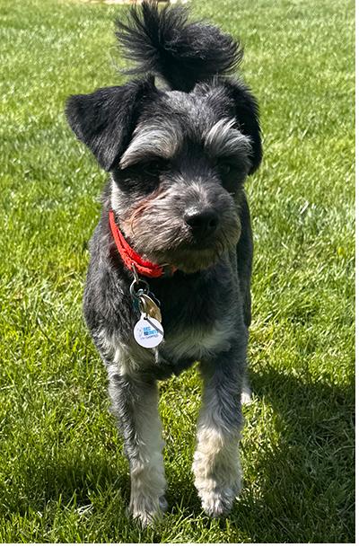 Dog for adoption - Toby-Adoption Pending, a Miniature Schnauzer ...