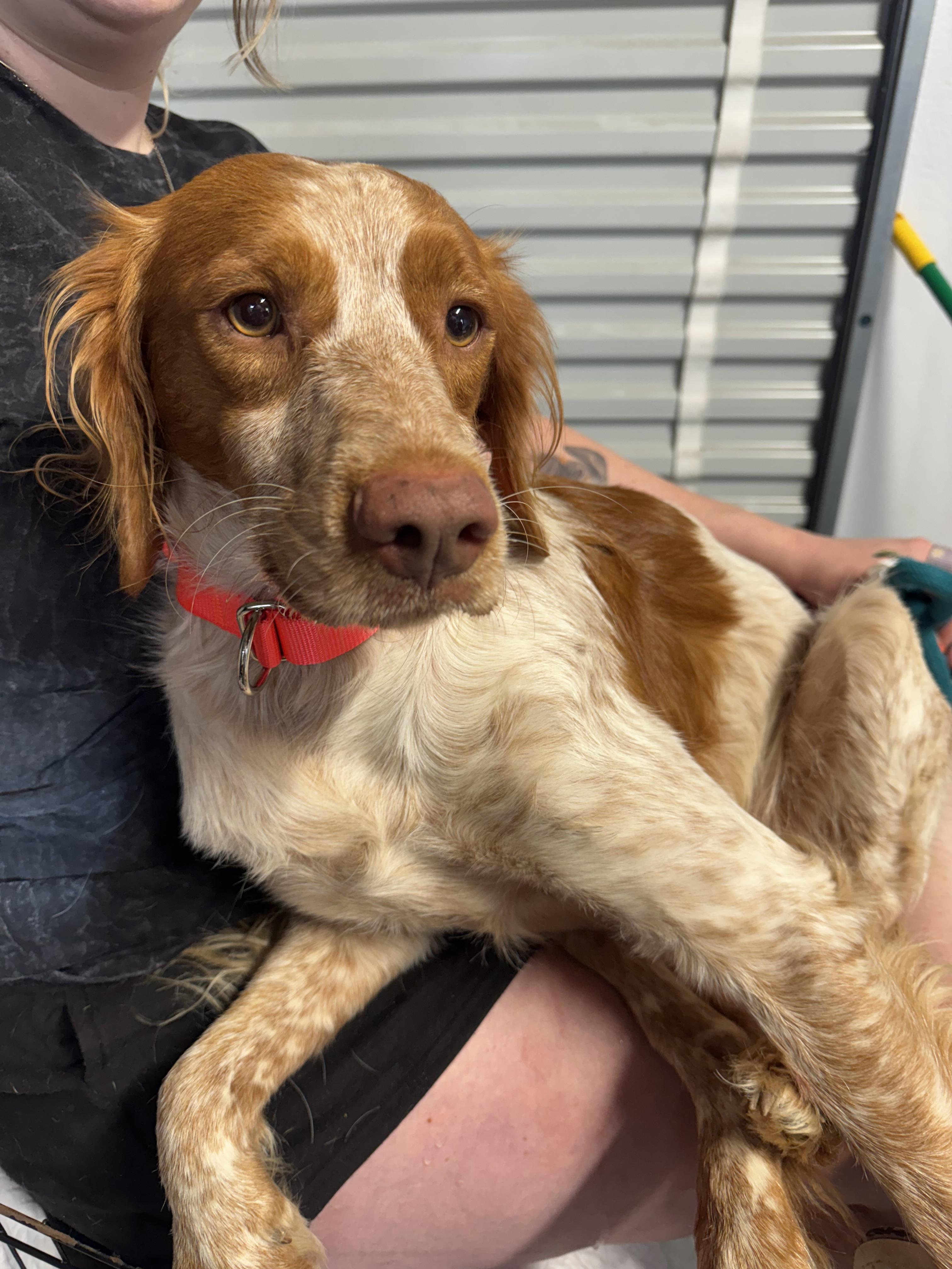 Dog for adoption - Cooper C, a Brittany Spaniel in South Amboy, NJ ...