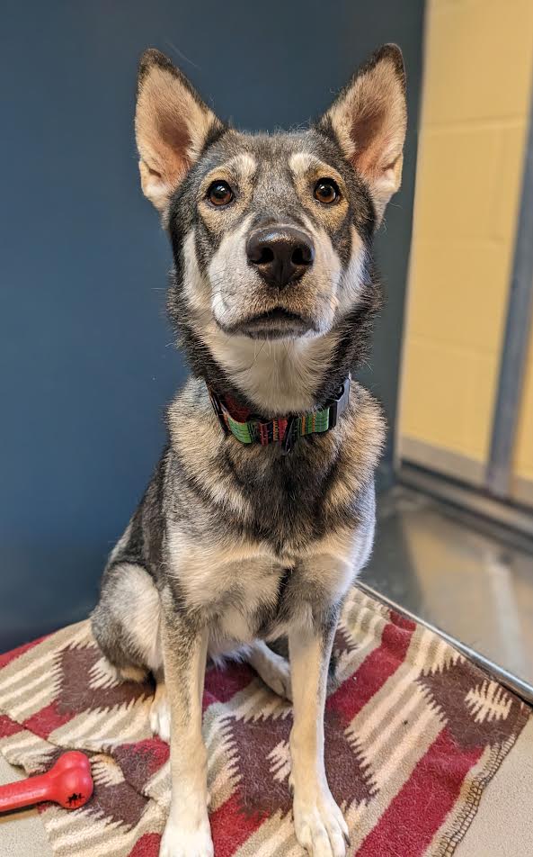 ADOPT - Whatcom Humane Society