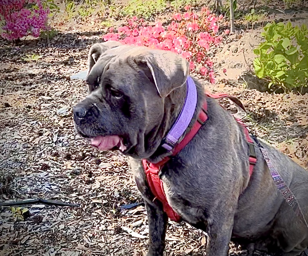 Adoptable Dogs & Puppies - Johnston County Animal Protection League of ...