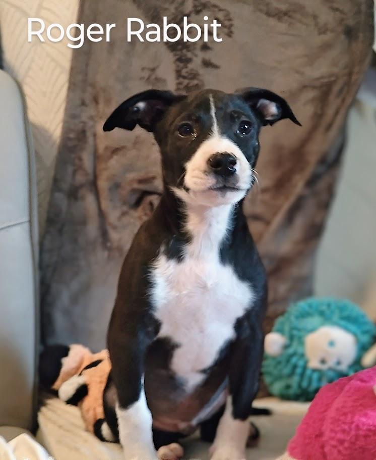 Dog for adoption - Roger Rabbit, a Boston Terrier & Labrador Retriever ...