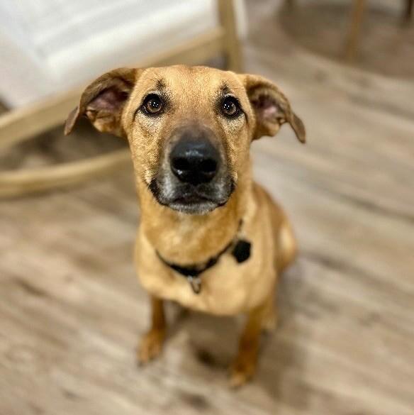 Dog for adoption - Sheldon Cooper, a Black Mouth Cur & Greyhound Mix in ...