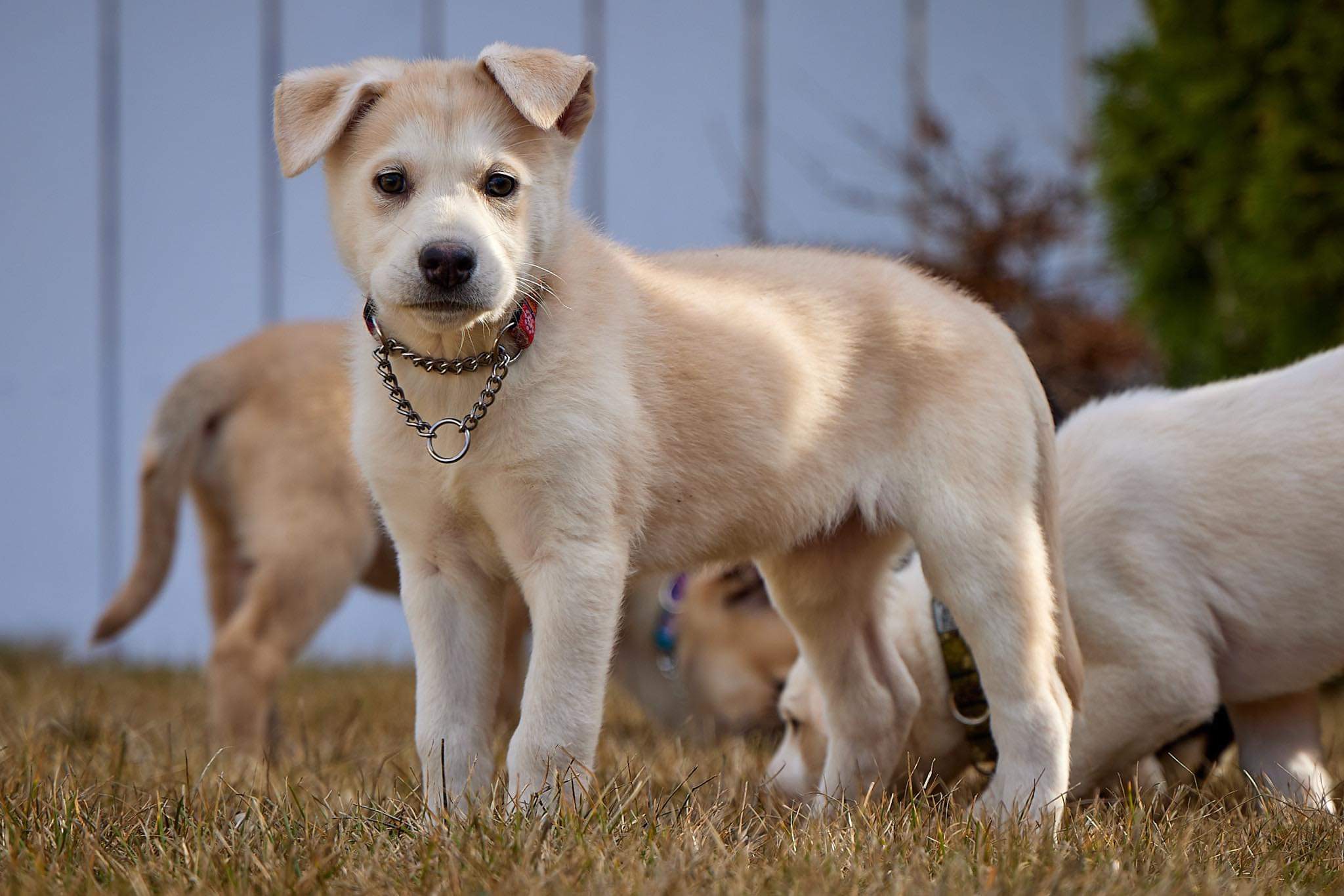 Available for Adoption - New Hope Dog Rescue