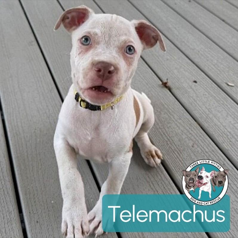Dog for adoption - Telemachus Penelope, an Australian Shepherd & Pit ...