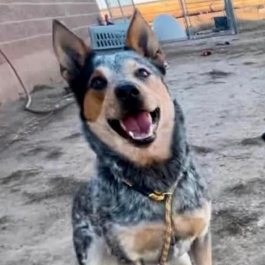 Dog for adoption - Bailey Blu, an Australian Cattle Dog / Blue Heeler ...