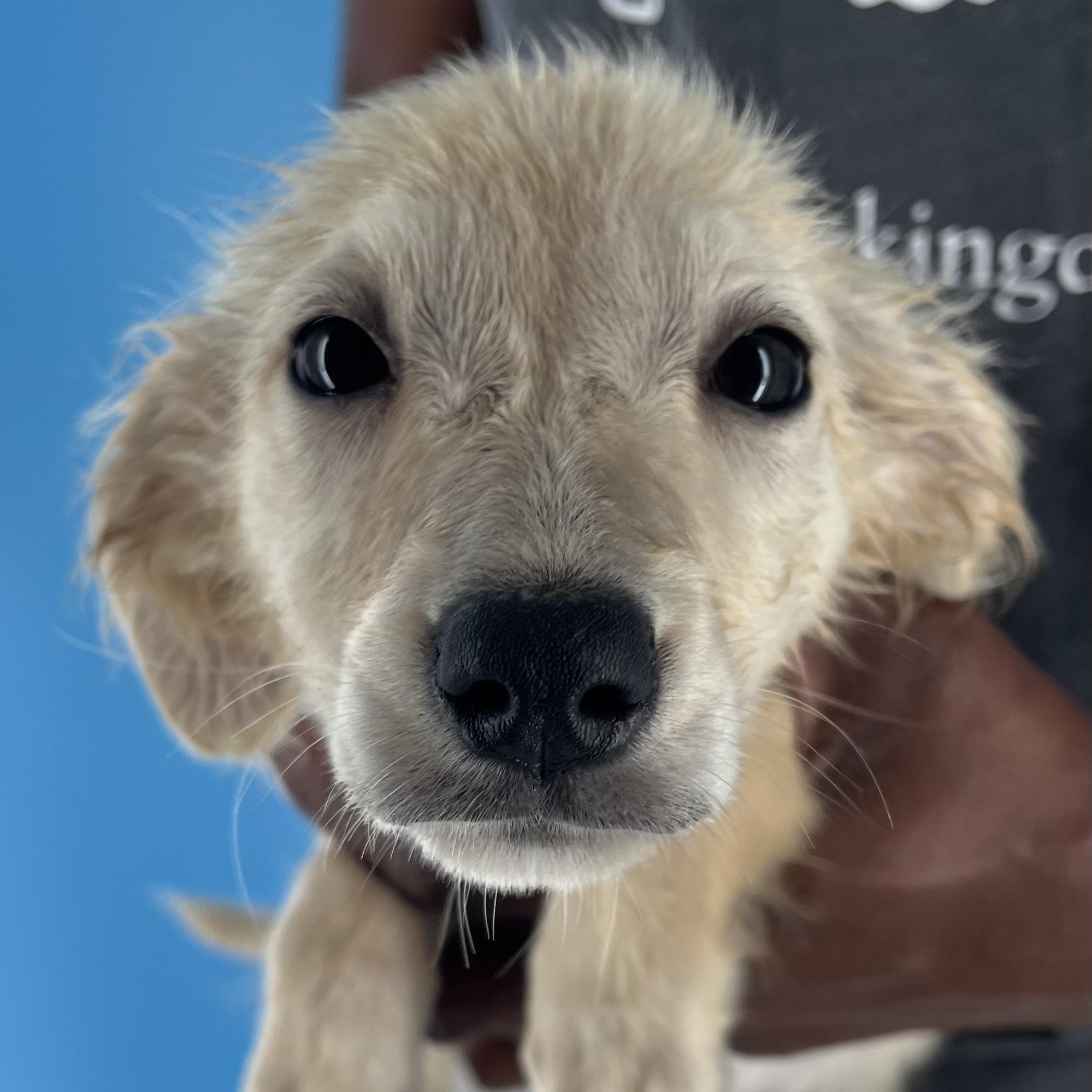 Dog for adoption - Bailee - Local July 25-27, an Aussiedoodle & Yellow ...