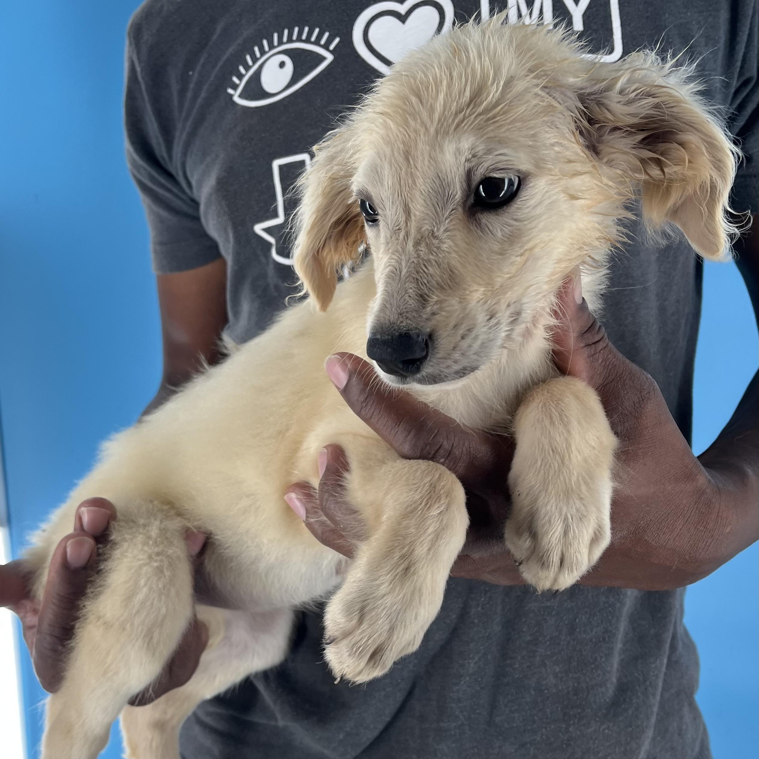 Dog for adoption - Bailee - Local July 25-27, an Aussiedoodle & Yellow ...