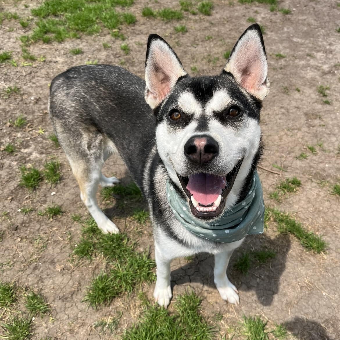 Dog for adoption - Junior, a Siberian Husky Mix in Grove City , OH ...