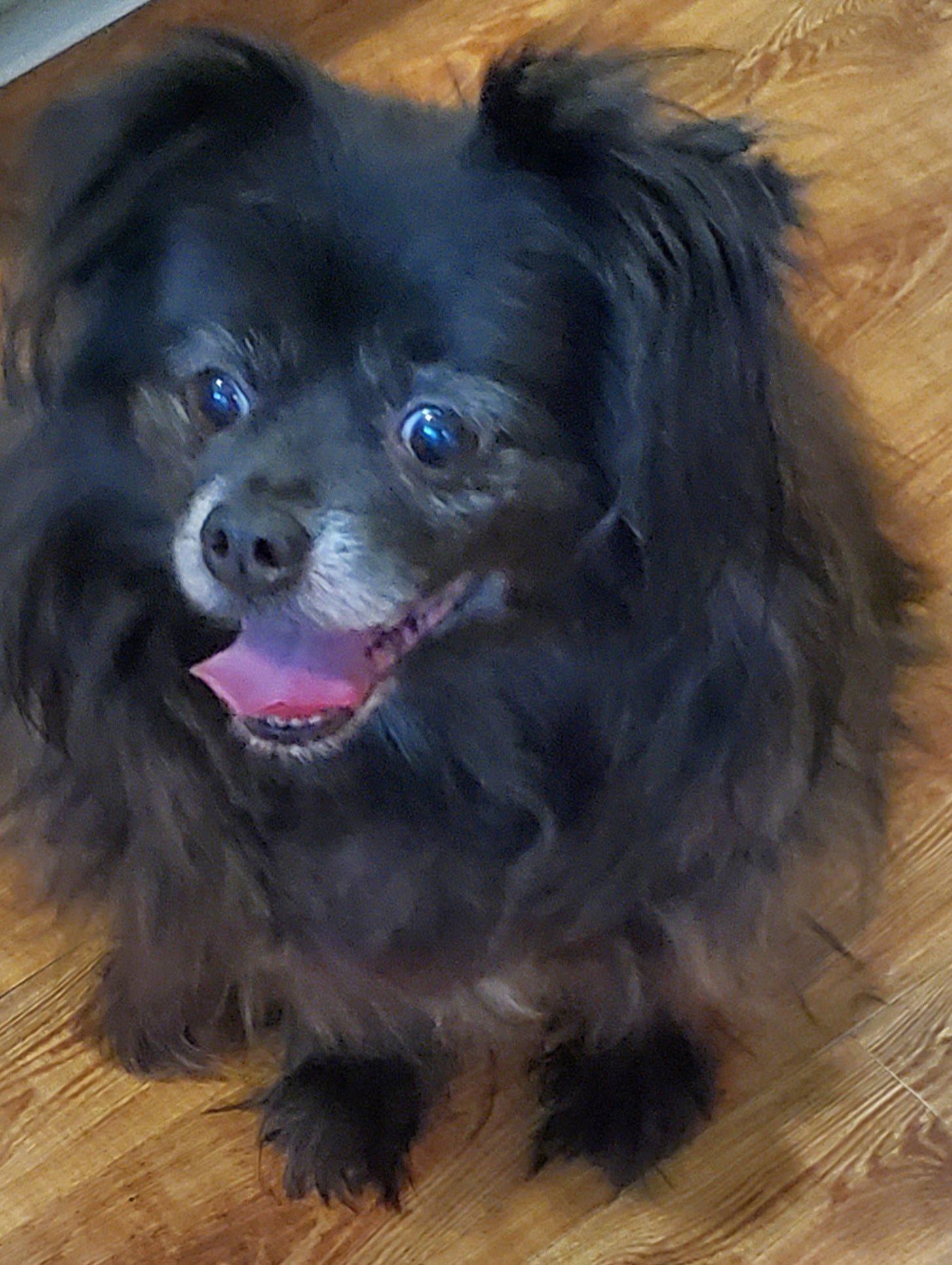 Dog for adoption - Java, a Pomapoo & Tibetan Spaniel Mix in Matthews, NC | Petfinder