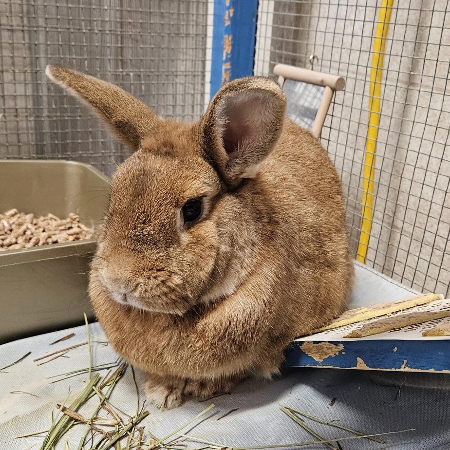 Rabbit for adoption - Ralphie, a Bunny Rabbit in Quilcene, WA | Petfinder