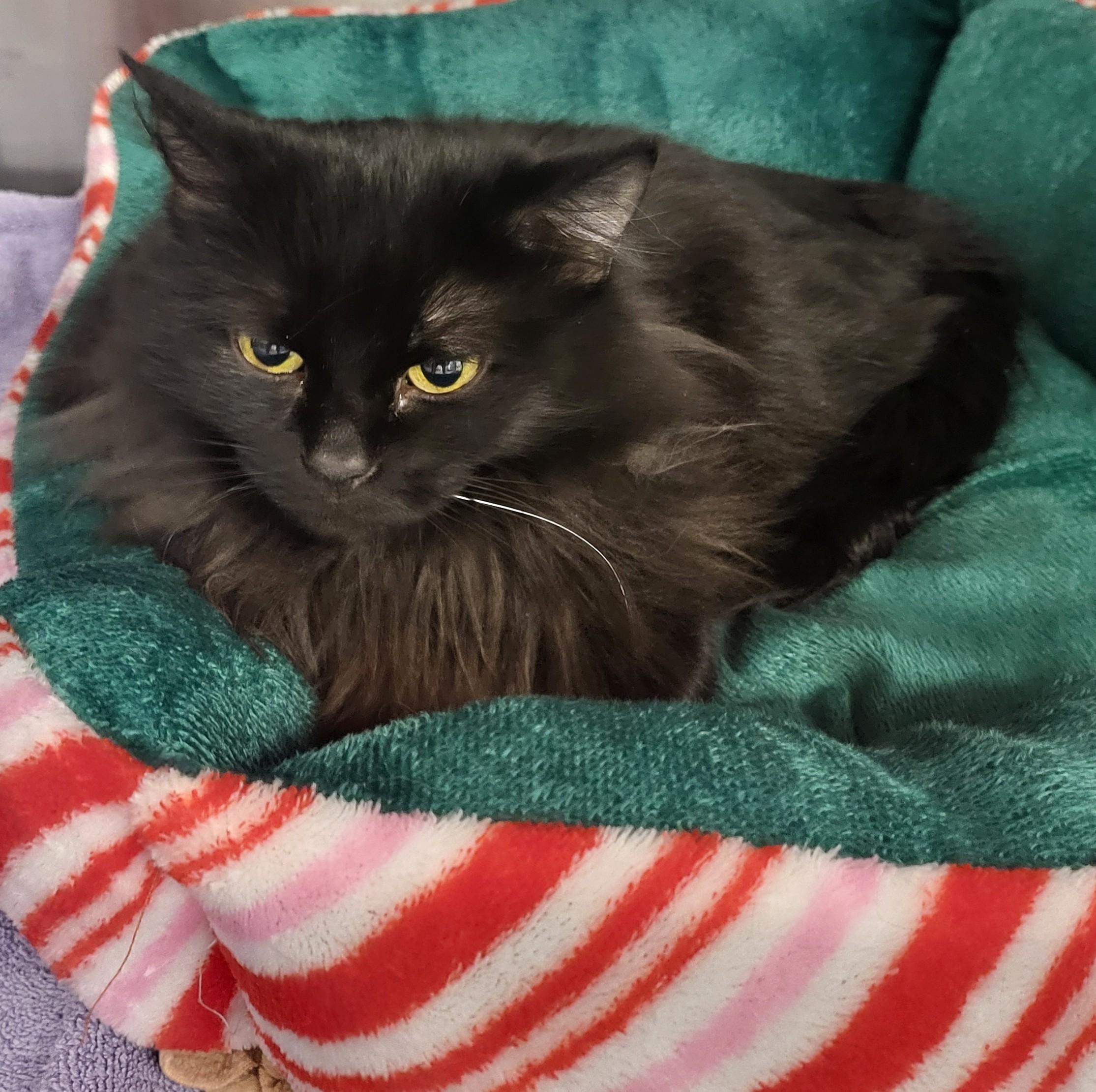 Cat for adoption - Elphaba, a Domestic Long Hair in Normal, IL | Petfinder