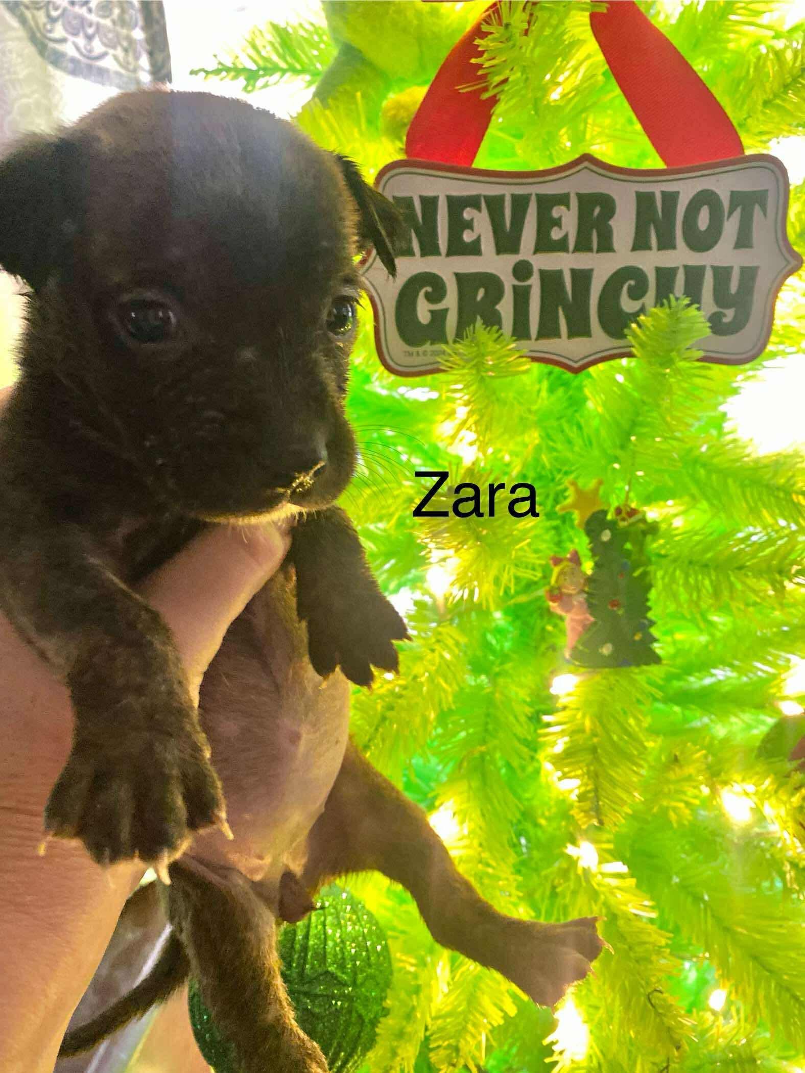 Zara - Adoptable Pet | Petfinder | Petfinder