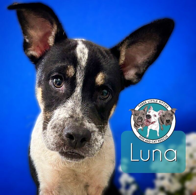 Dog for adoption - Luna Pup Cup, a Mastiff Mix in Indianapolis, IN ...