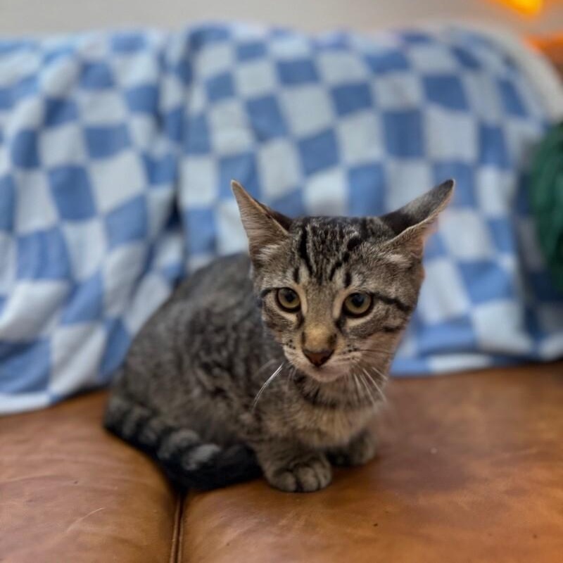 Cat for adoption - Andromida Dewey, a Domestic Short Hair Mix in ...