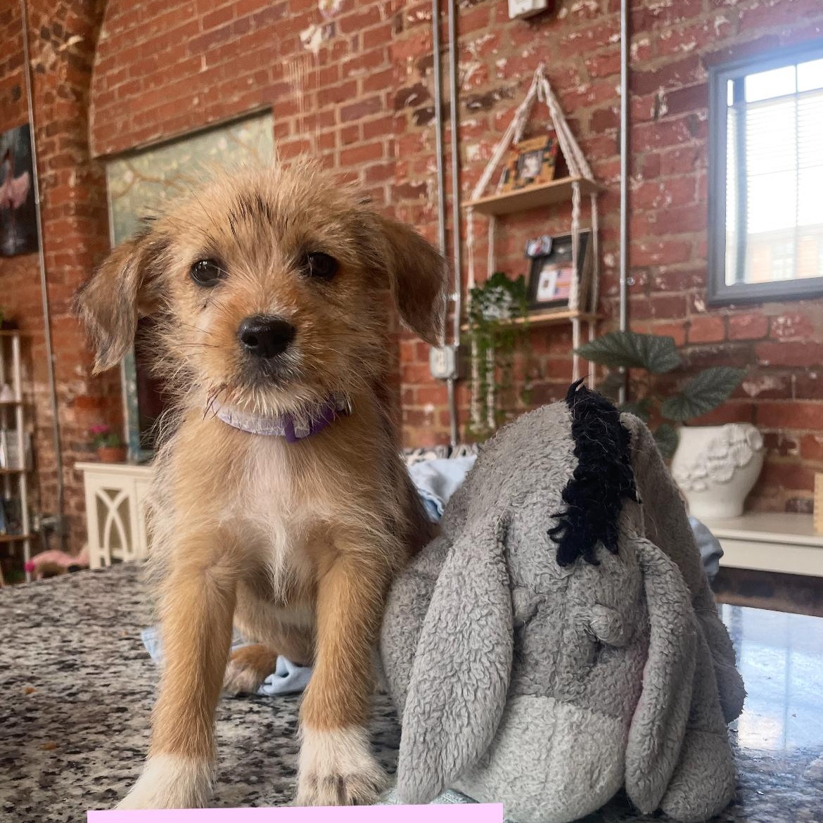 Dog for adoption - Soy, a Mixed Breed in Charlotte, NC | Petfinder