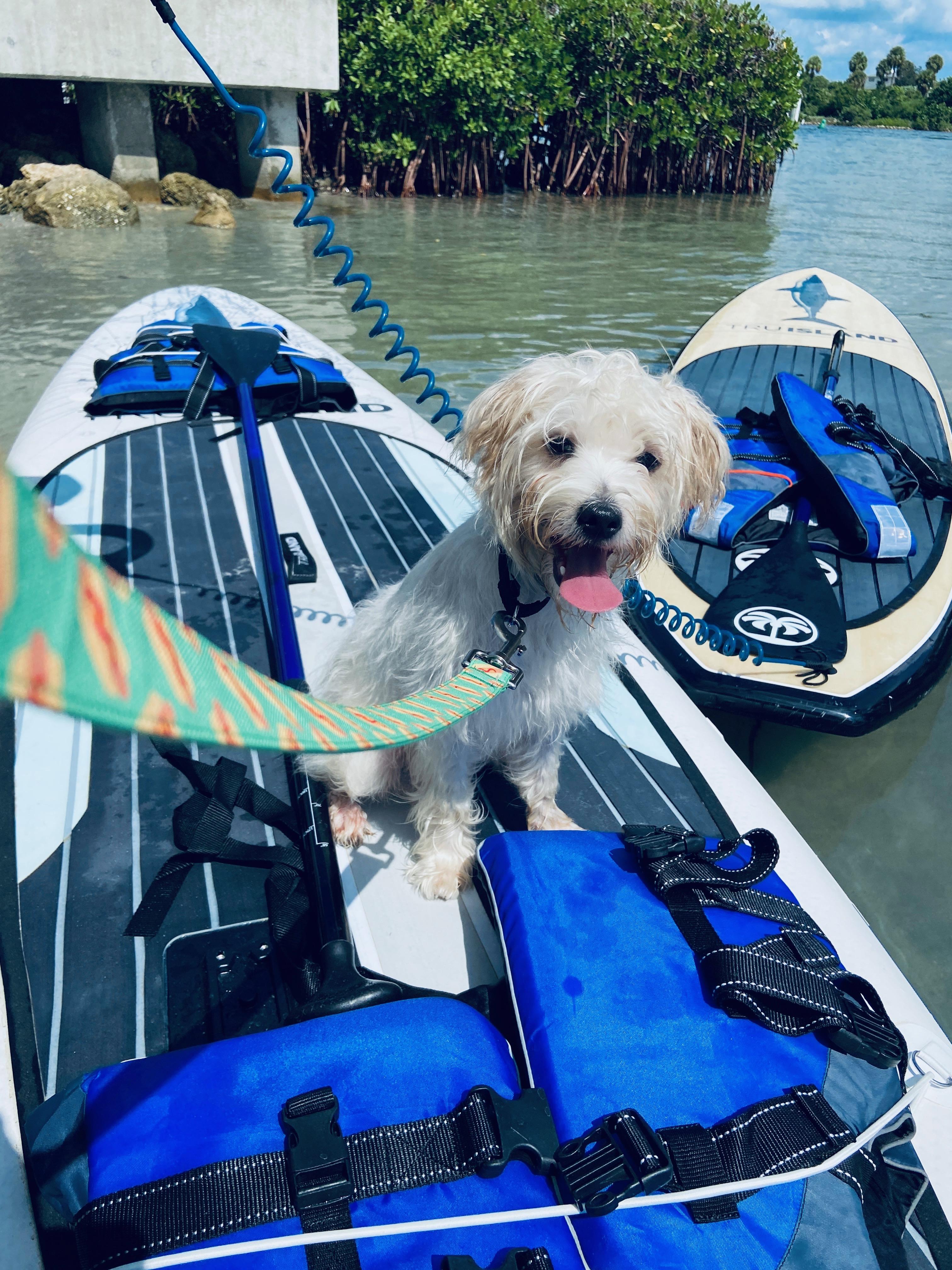 Dog for adoption - Fabio, a Schnoodle in Palm springs, FL | Petfinder