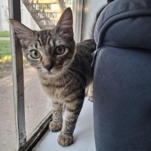 Cat for adoption - Tigre/Tiger, a Maine Coon & Extra-Toes Cat ...